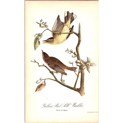 Yellow Red Poll Warbler, 1869 Original Antique Colored Bird Print | eBay