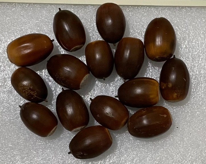 15 PCS White Oak Acorn Seeds! (Quercus alba) Fresh 2025--Ready For ...