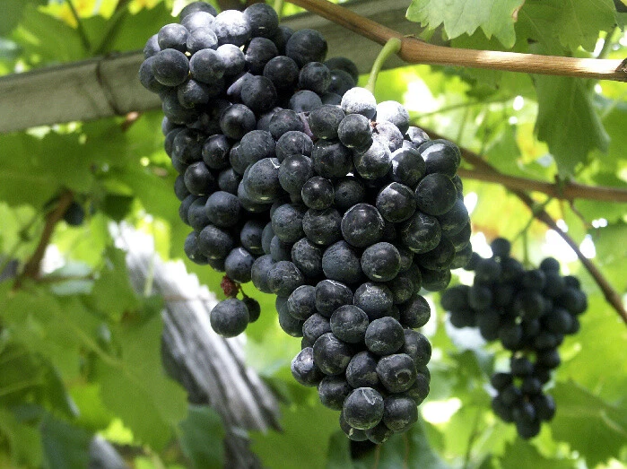 Concord Grape Plants