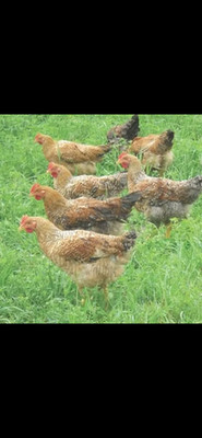 6 Red Rustic rock, chicken hatching eggs poultry, High Egg Production ...