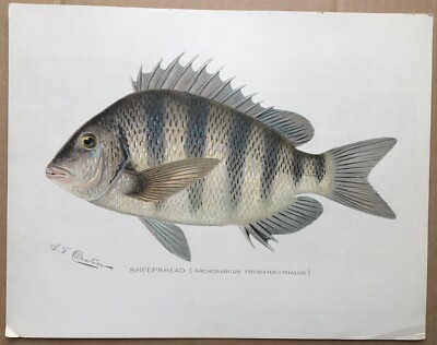 Taxidermy - Sheepshead Fish Mount