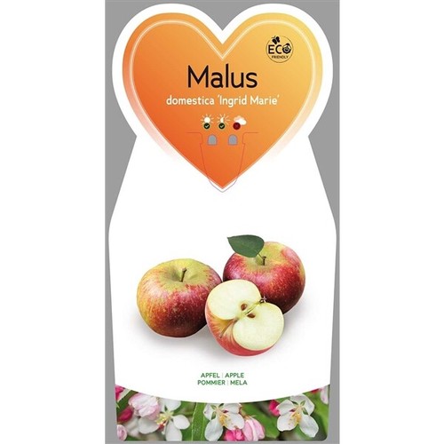 Malus domestica Ingrid Marie - Herbstapfel - Apfelbaum Obstbaum Gehölz ...