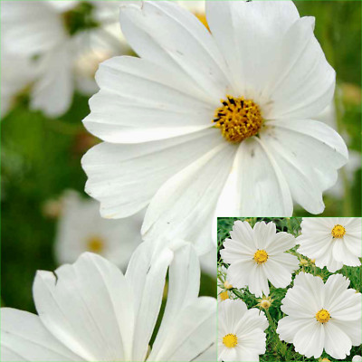 COSMOS SENSATION PURITY WHITE 50+ Seeds Grow FLOWERS Beautiful GARDEN ...