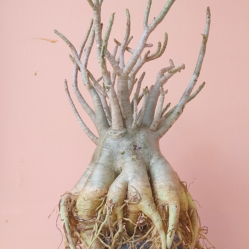 Desert Rose adenium socotranum thai soco | eBay