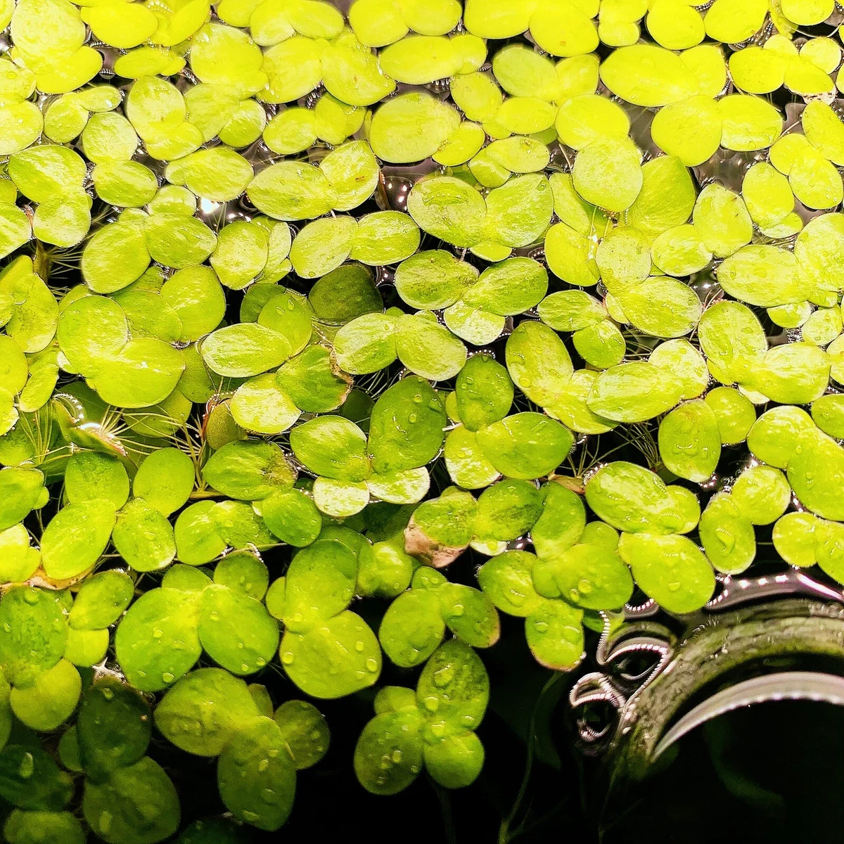 Duckweed Plant