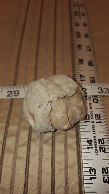 WHOLE FOSSIL SHELL CONCRETION MONTANA | eBay