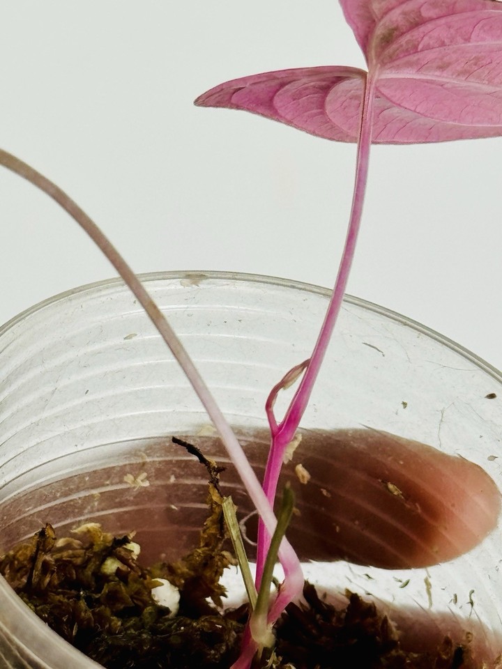 Rare Dioscorea pixel Pink variegated Big Leaves Plant Stunning ...