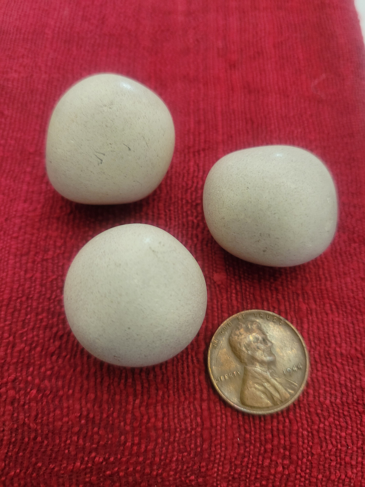 CAVE PEARLS lot of 3 Ooliths Pisoliths Speleothem | eBay