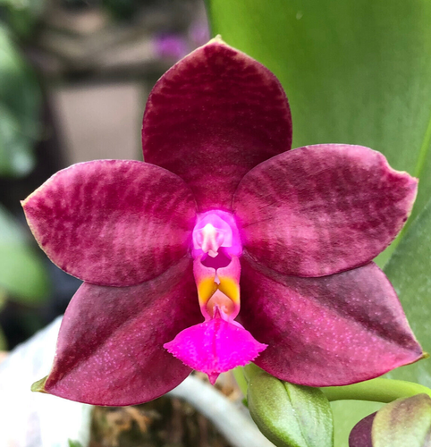Original Orchid Phal Phalaenopsis Chienlung Corning Eagle x Hsia Focus-FRAGRANT | eBay