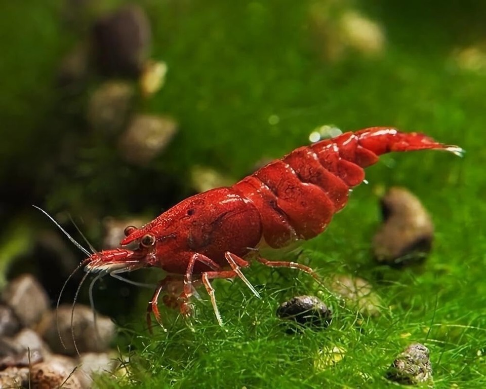 20+ Fire Red Neocaridina Shrimp – Live Guarantee – Free Shipping – USA ...