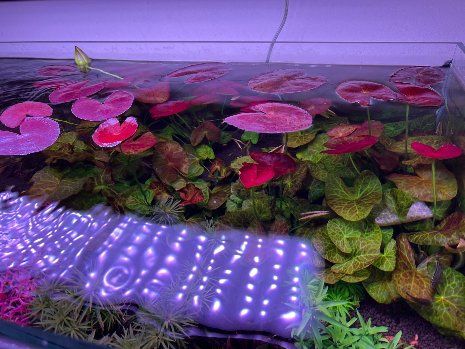 Nymphaea sp. Peru Puerto Maldonado Rare Live Aquarium Plant | eBay