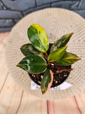philodendron red congo variegated | eBay UK