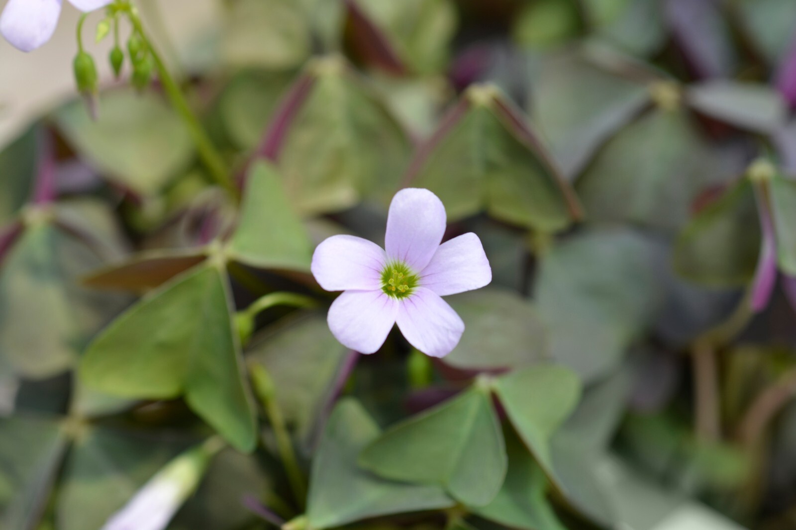 10 x Oxalis FANNY Triangularis Bulbs Purple Shamrock Summer Flowering ...