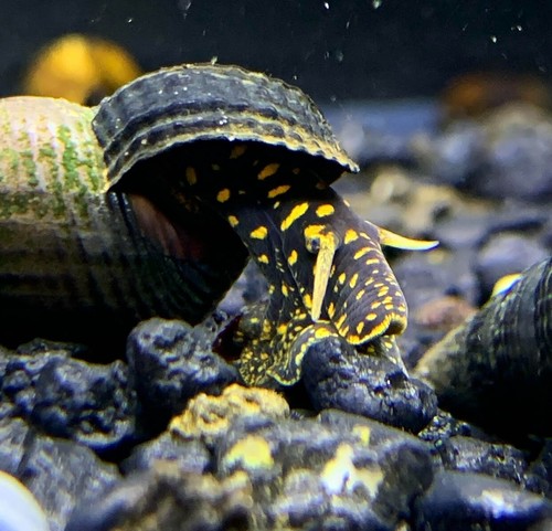2 Yellow Flake Rabbit Snails (Tylomelania Sp.) - Elephant Snail | eBay