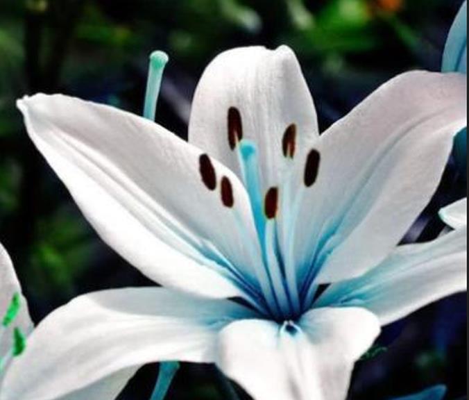 45+Seeds Blue Lily / blue Rare Lily Plant Seeds Potted. | eBay