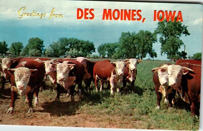 Postcard IA Greetings From Des Moines Herford Cattle Pasture White Face ...