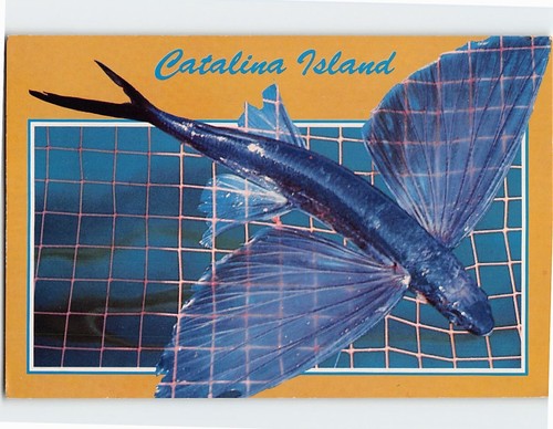Postcard The Catalina flying fish Catalina Island California USA | eBay