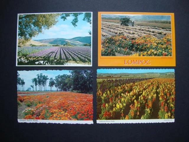 Lompoc Flower Field Flag | Best Flower Site