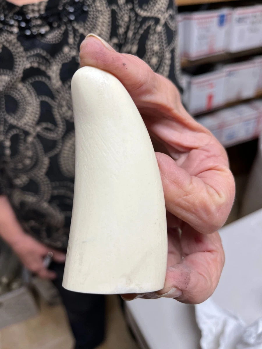 Authentic Sperm Whale Tooth