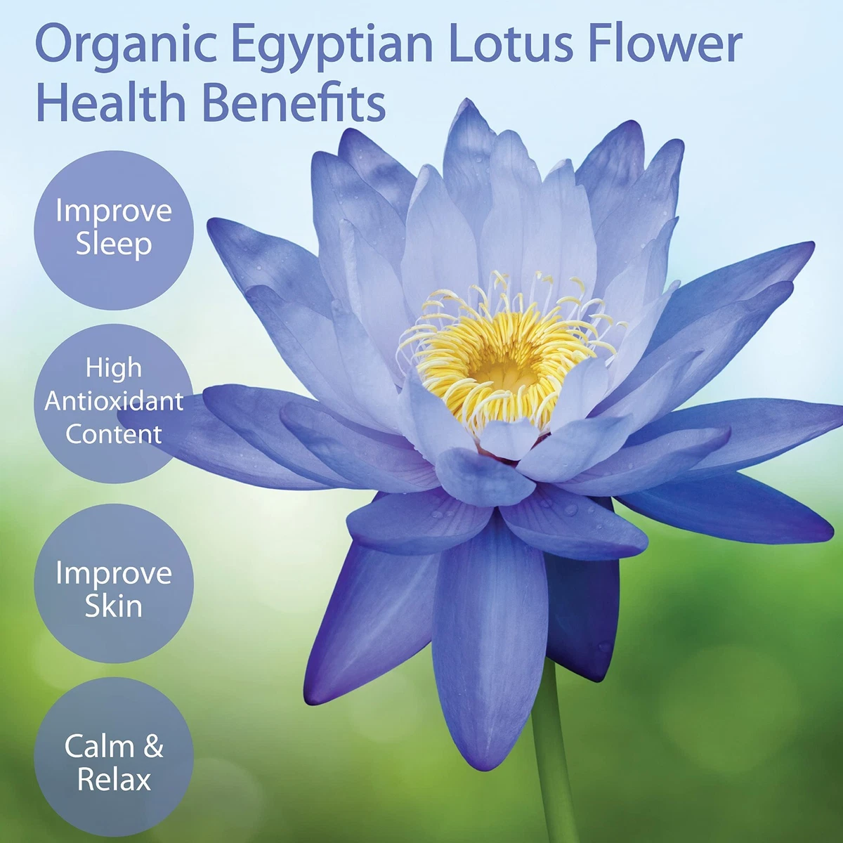 Benefits Of Lily Flower Tea | Best Flower Site