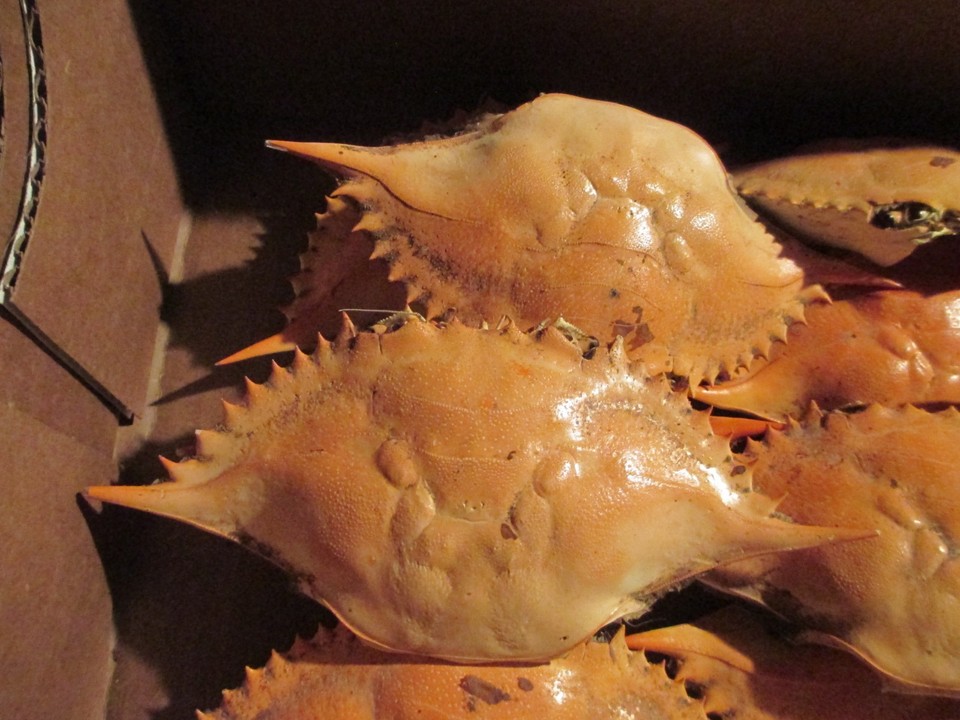 Chesapeake Bay Blue Crab Shells for Crafts 7 in Cleaned, [12] Dried ...