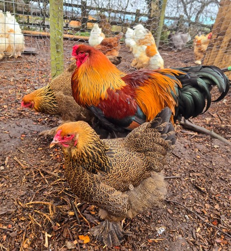 6 Gold Partridge Brahma Hatching Eggs | eBay