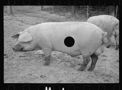 Photo:Pigs,swine,testicles,farm animals,mud,cages,photographs,1935 | eBay