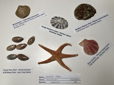 Alaska Sea Shell Collection. Lot 14. Rare and Unique. Collected in ...