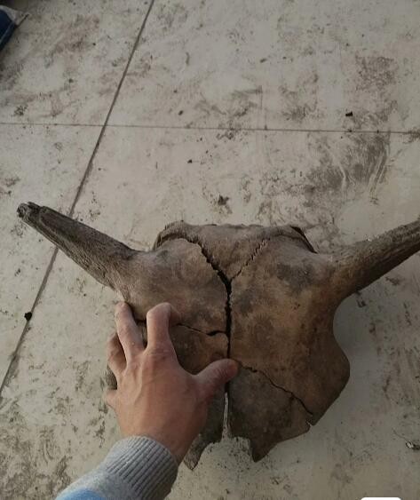 Exquisite Bone Fossils from the Ice Age - Ancient Fossil Specimens | eBay