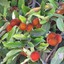~MABOLO~ Velvet Apple Fruit Tree Diospyros blancoi 12-18+in med Potd ...