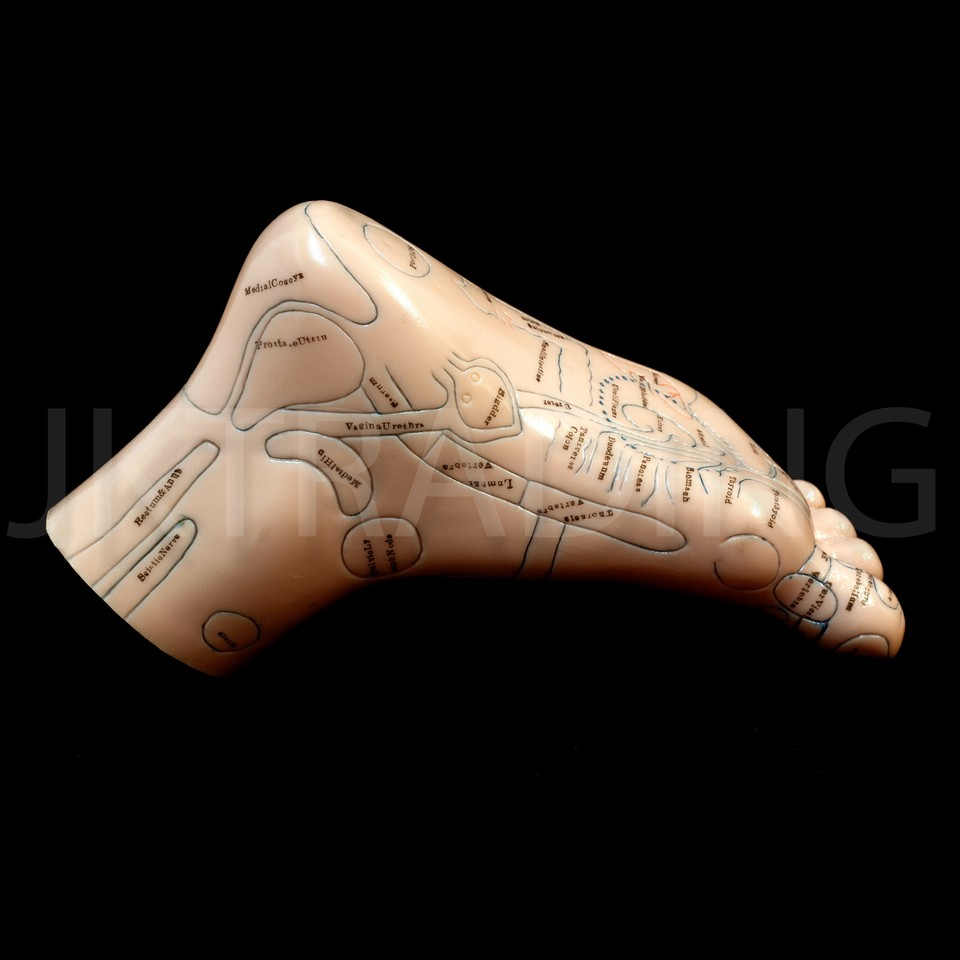 Human Foot Anatomy Model Human Skeleton Model for Massage Study 10 Yr ...