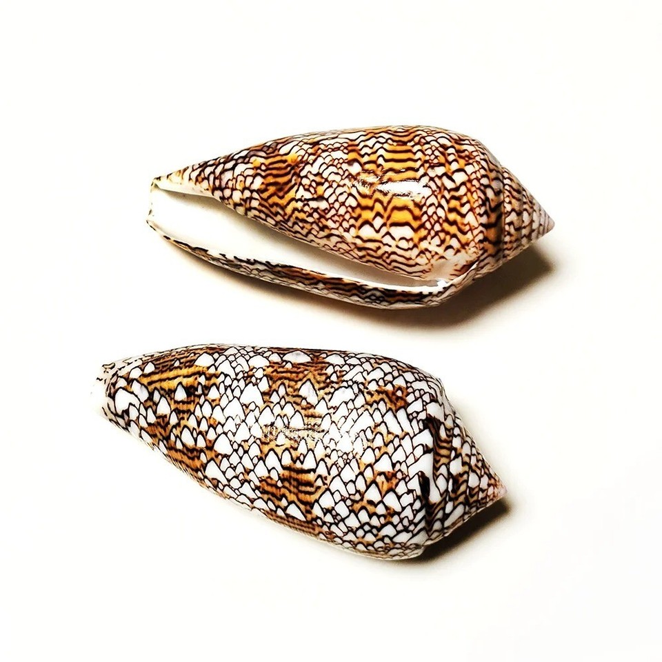 2 Large Conus Textile Cowrie Cone Natural Seashell Rare Real Beach Home ...