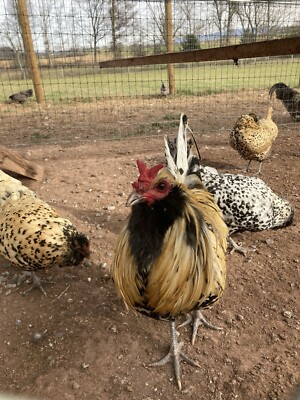 Poultry - Rare Hatching Eggs