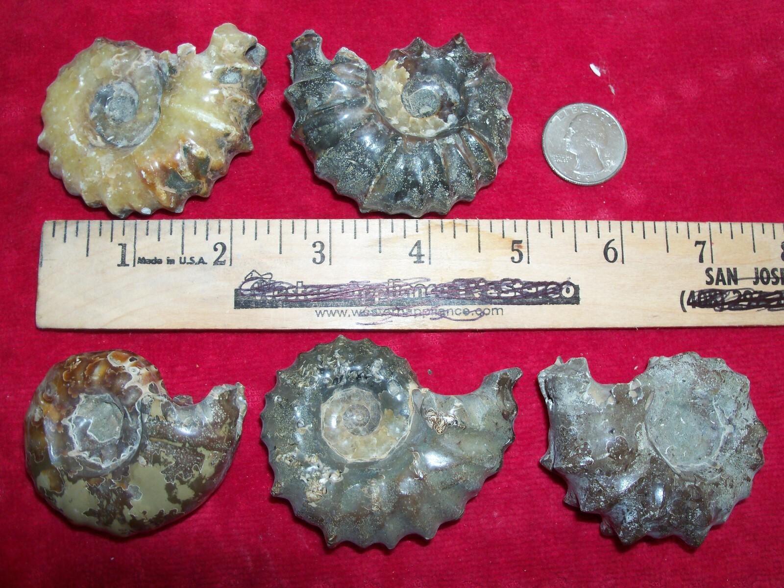 1 polished rare whole fossil goat horn ammonite. 0.20 to 0.25 pound lbs ...