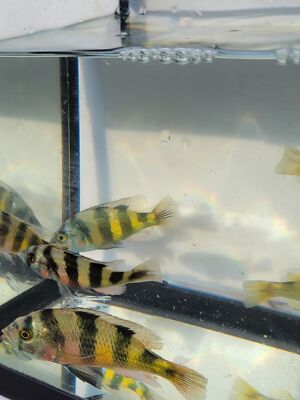 Zebra Obliquidens Astatotilapia latifasciata | eBay