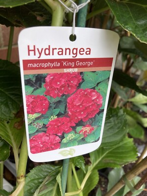Hydrangea macrophylla 'King George' (Plant in a 12cm Dia Pot) Free UK ...