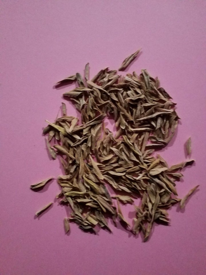 200 SEMILLAS DE LOROCO PUPUSAS TAMALES(FERNALDIA PANDURATA) LOROCO ...