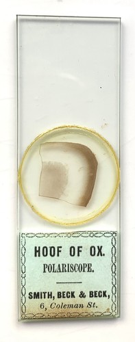 Smith, Beck & Beck Antique Microscope Slide. Hoof of Ox | eBay