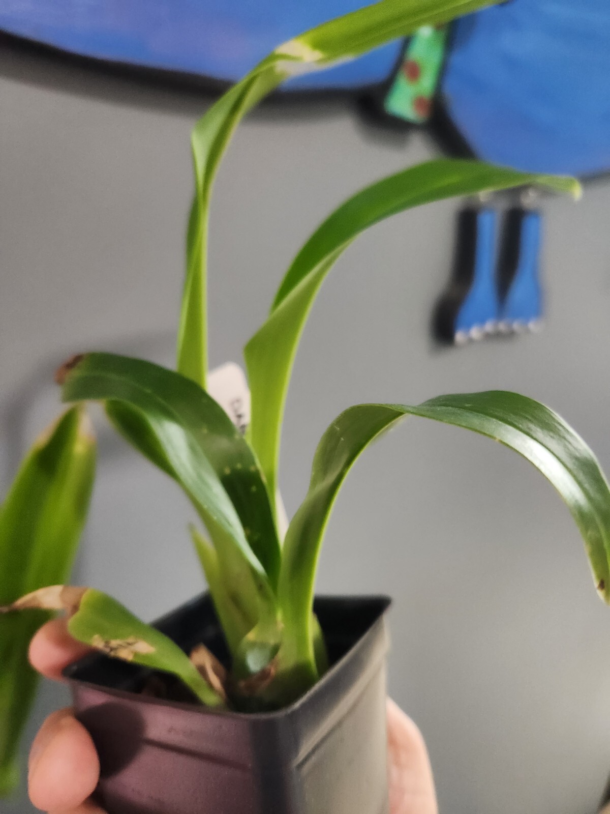 Grammatophyllum Lazarus 'Latte' x 'Mocha' Orchid Plant in 2.5" Pot | eBay