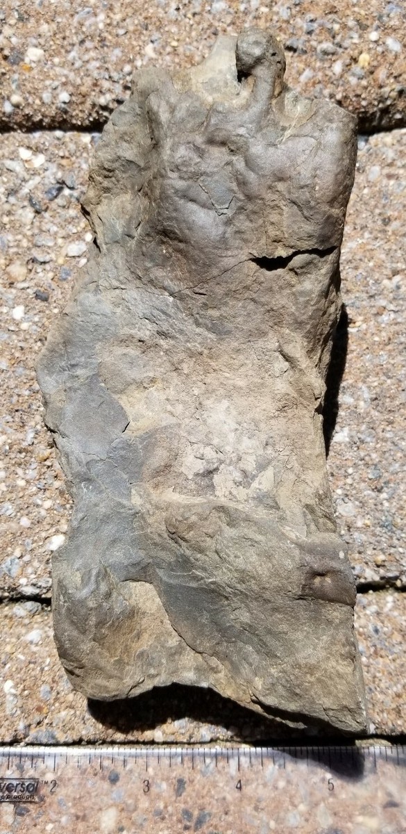 Trace Fossils Footprints