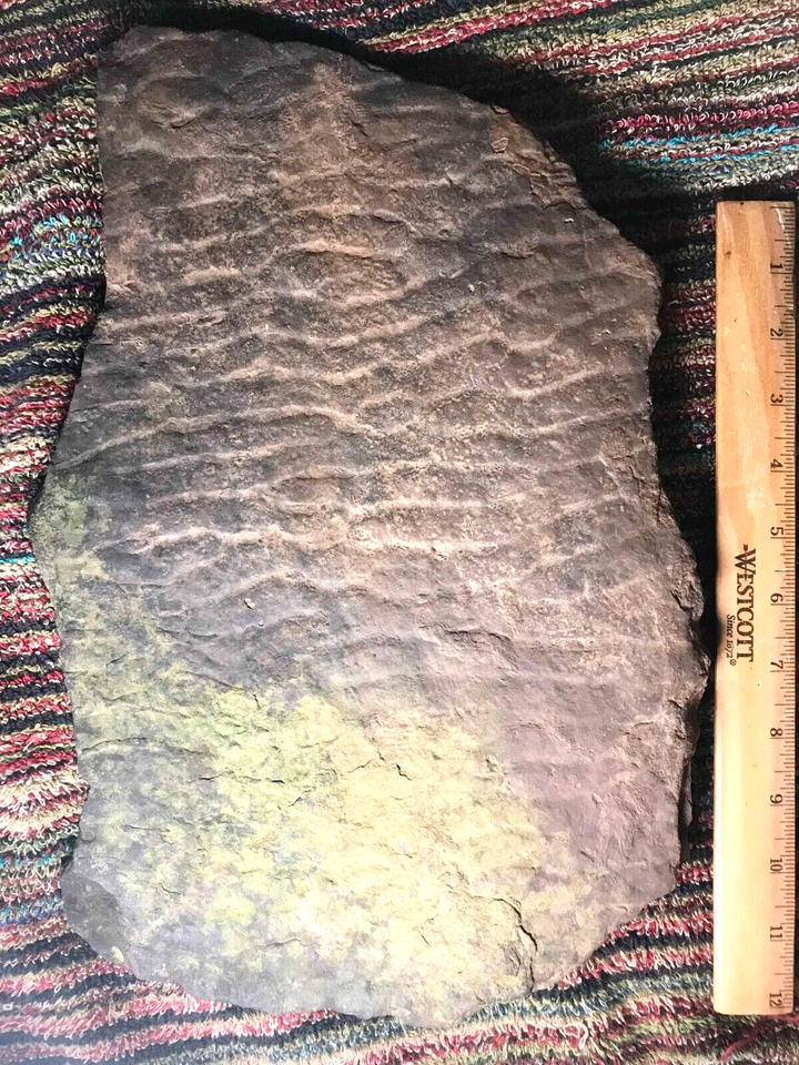 UNIQUE RIPPLE ROCK WORM TRAIL FOSSIL found along Dinosaur tracks ...
