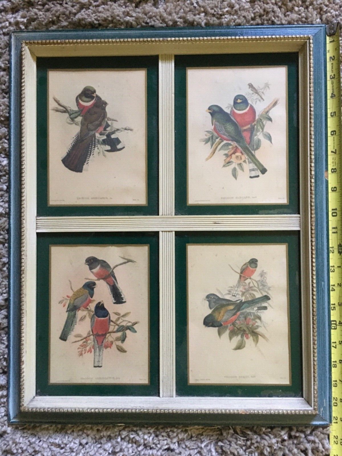 J. Gould & HC Richter & W. Hart Polyptych 4 Exotic Trogon Bird Prints ...