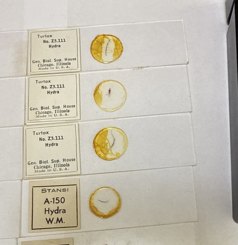 Vintage Fresh & Saltwater Invertebrate Prepared Slides Starfish ...