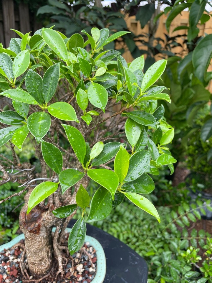 Tiger bark Ficus Bonsai Tree aerial roots 12 years Ariel roots on trunk ...