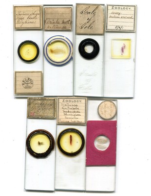Microscopes & Lab Equipment - Victorian Microscope Slides