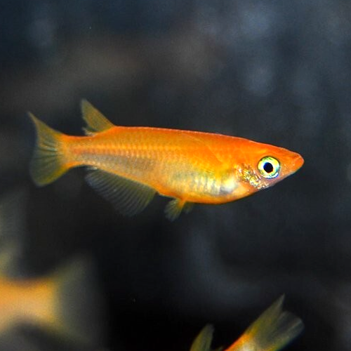 6 Youkihi Japanese Medaka Rice fish HomeBred USA BRED!! Hardy (Oryzias ...
