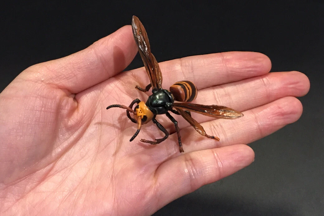 Giant Japanese Wasp