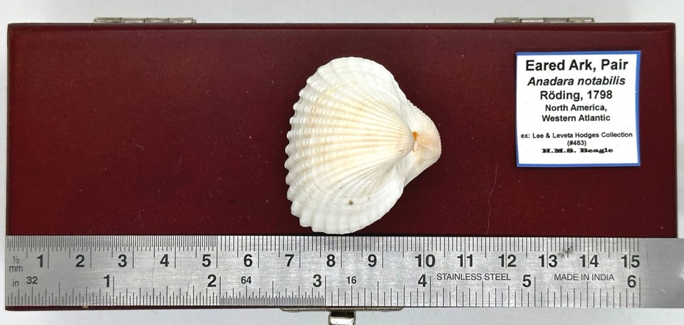 Eared Ark, Pair (Anadara notabilis) -- 1.50 x 1.50 in. approx. / ~ 37 ...