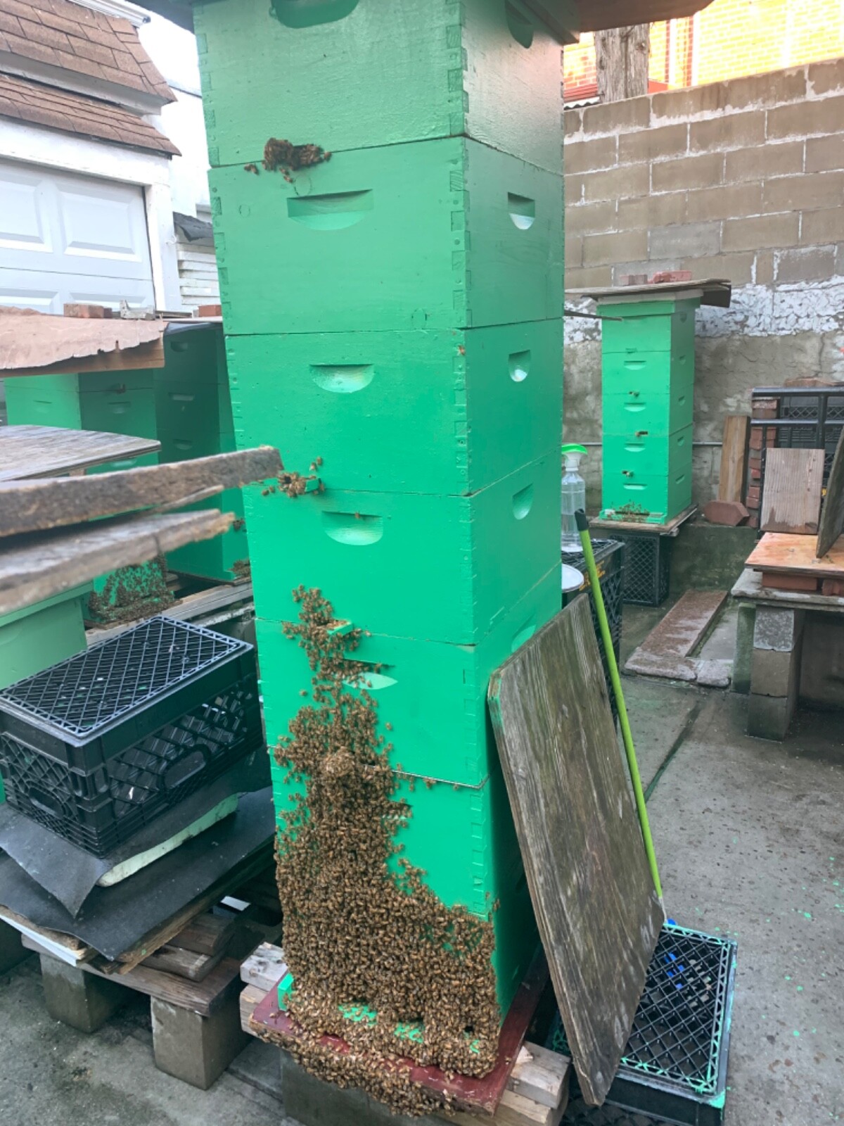 Italian Bees for Sale | eBay