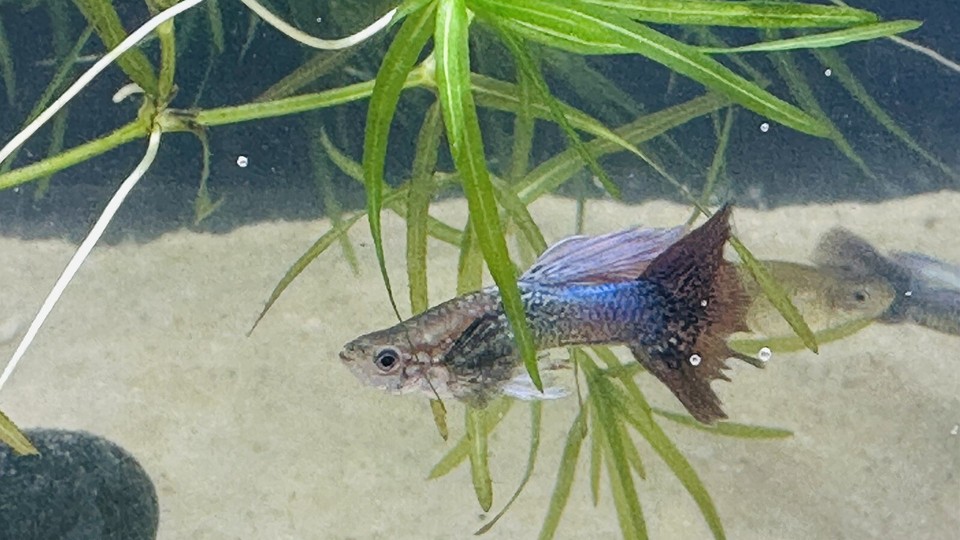 Aquarium Sand Substrate Tan Color Fine Grit 25LBS | eBay